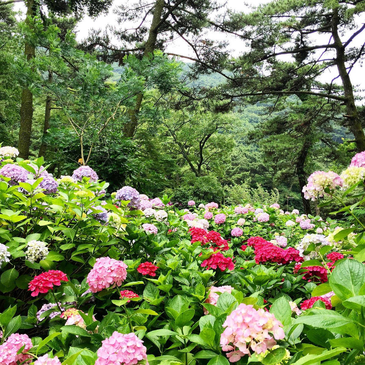 TAEJONGDAE TEMPLE’S HYDRANGEA FESTIVAL | Jessica Moy Blog
